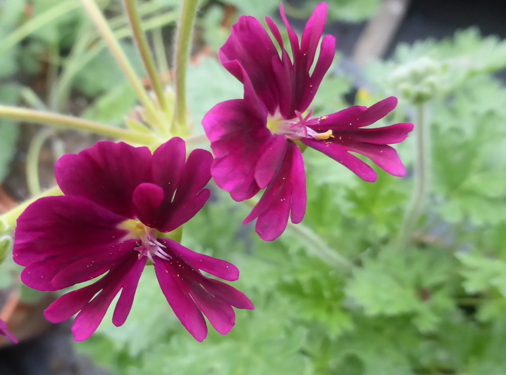 Brigitte Stisser – Gaertnerei Angermaier 83075 Bad Feilnbach