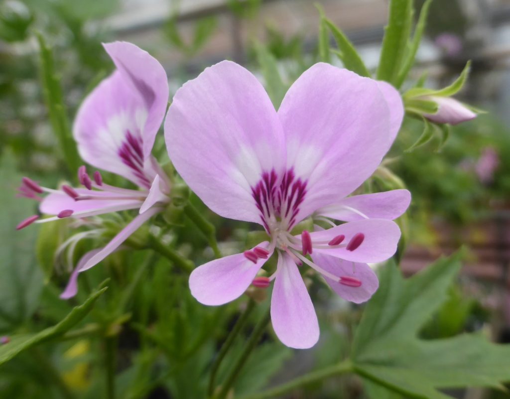 Pelargonium scabrum – Gaertnerei Angermaier 83075 Bad Feilnbach